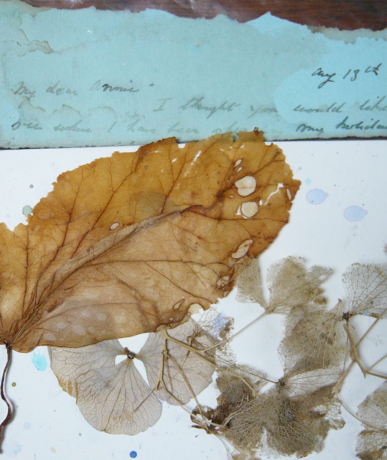 Poems & Plants Workshop - Brigid Collins